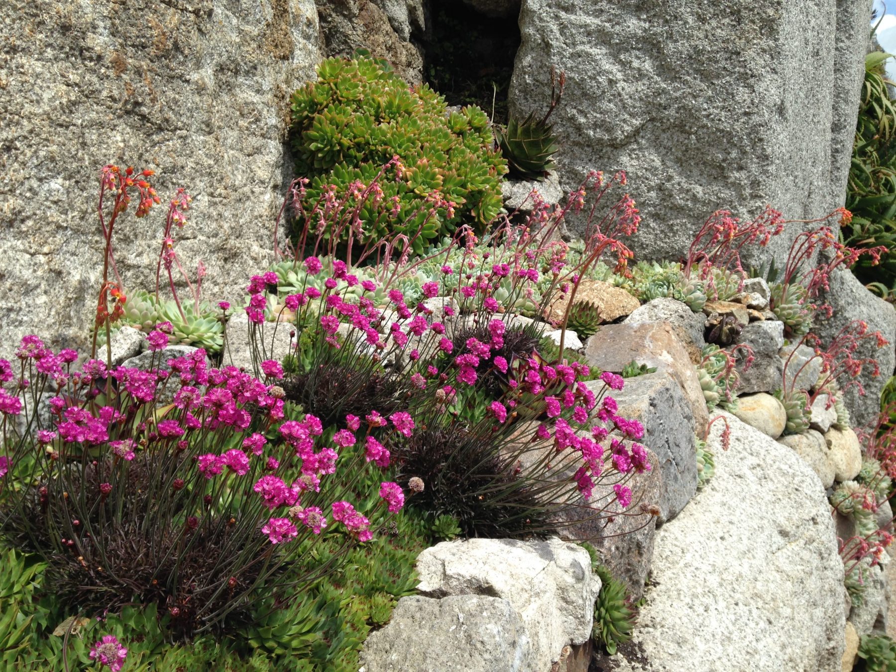 Cliffside gardens – St Michael's Mount